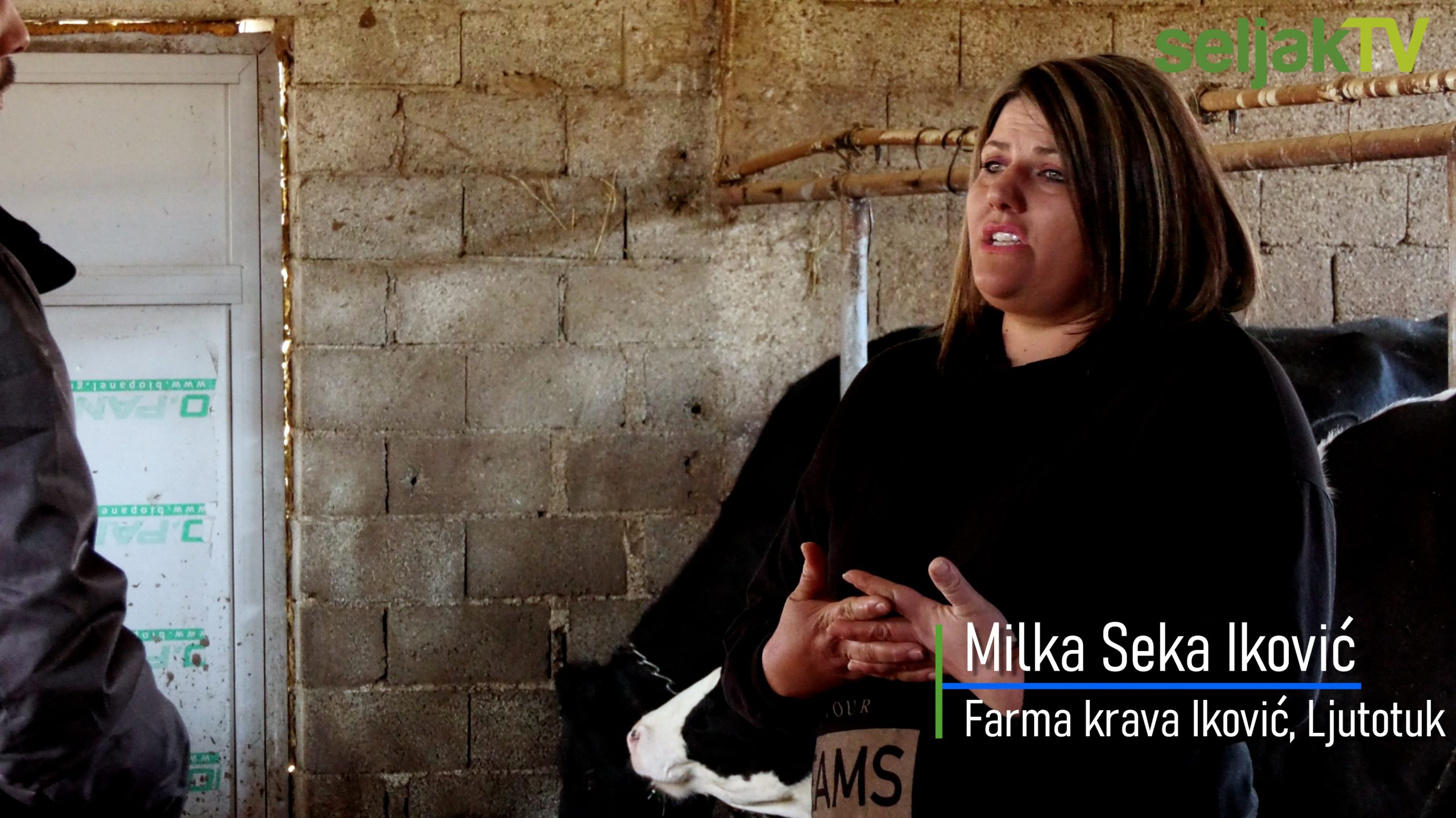 Seljak TV: Farma krava Iković, Milka Seka Iković, Ljutotuk - Volim ...